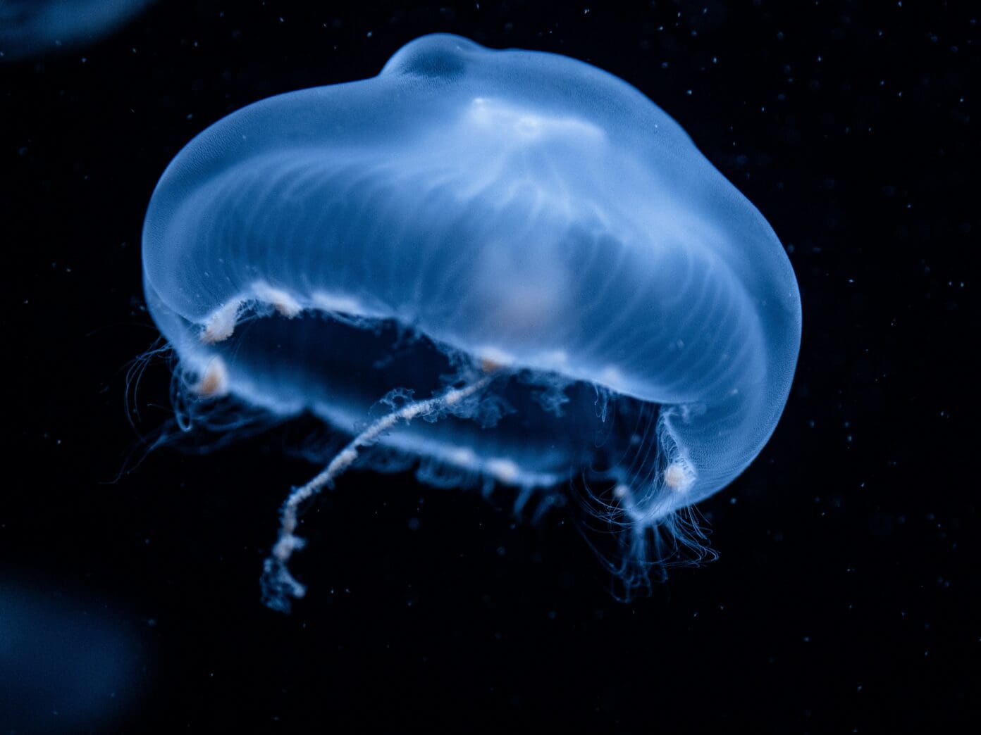 Smart, Stealthy, and Squishy: An Underwater Jellyfish Robot - iHLS